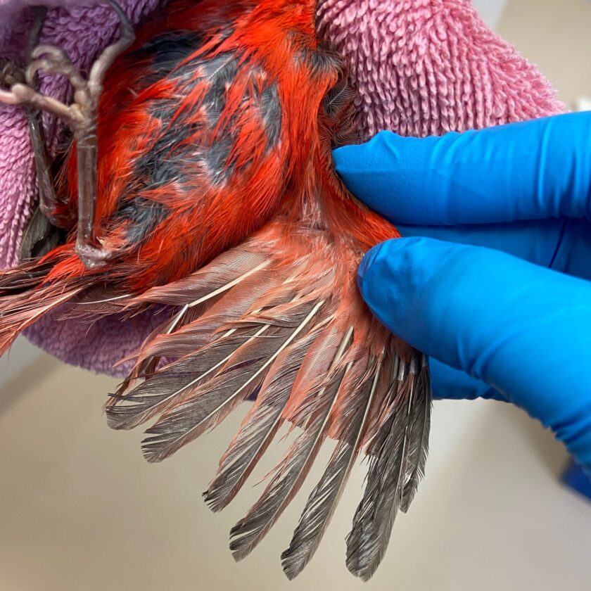 CROW provides update on cardinal found on glue trap - SANIBEL-CAPTIVA ...